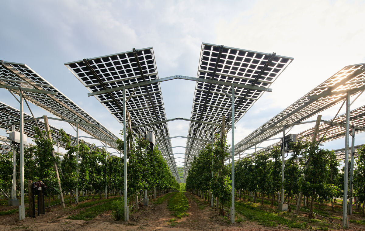 Bessere Chancen für kleinere Agri-PV-Anlagen - Gemüse Online
