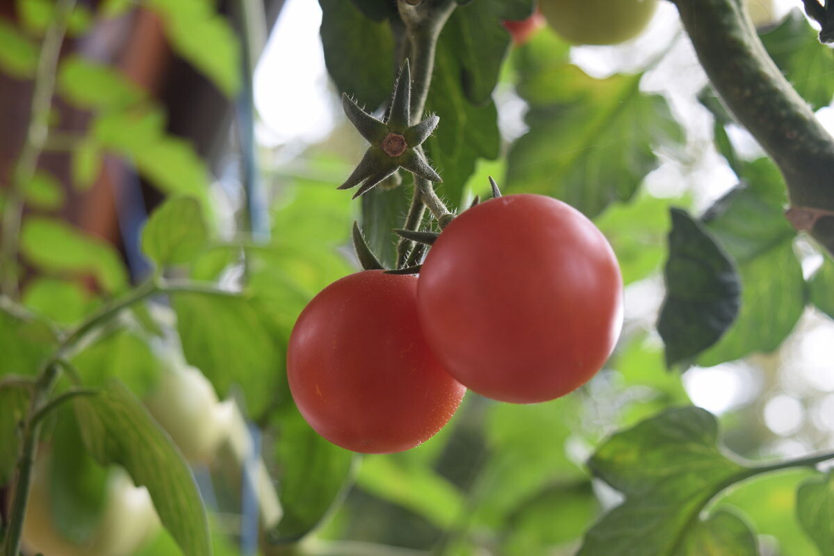 Notfallzulassung für Fonganil Gold gegen Falschen Mehltau an ...