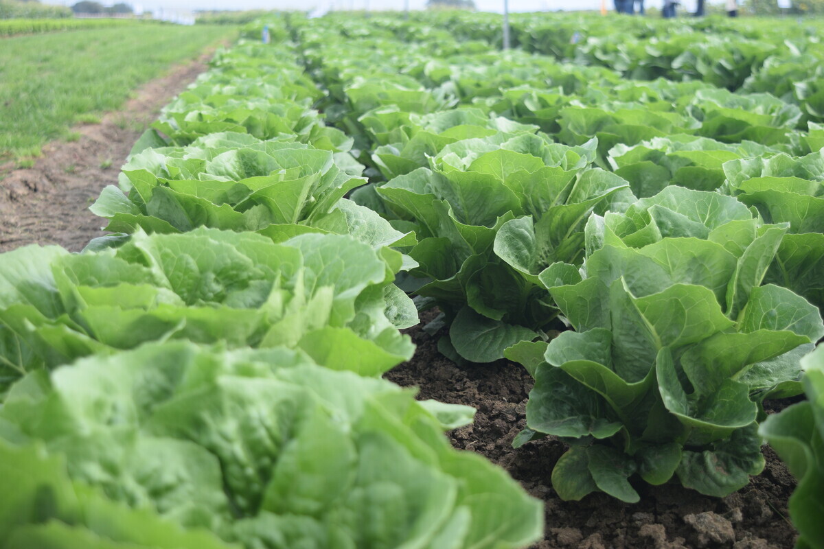 Zwei Notfallzulassungen für Fonganil Gold - Gemüse Online