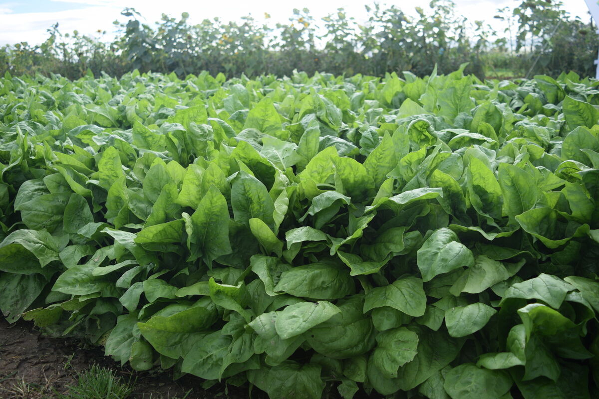 Weitere Notfallzulassung für Herbizid Asulox - Gemüse Online