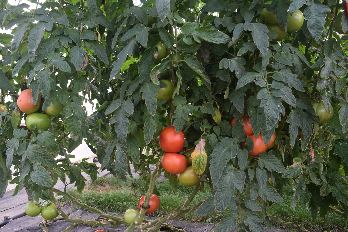 Notfallzulassung für Fonganil Gold in Tomaten - Gemüse Online