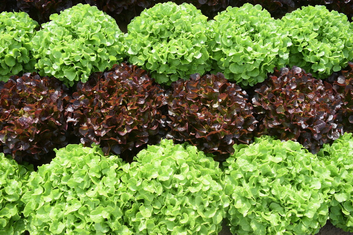 Notfallzulassungen für Fonganil Gold zur Bekämpfung von Falschem ...