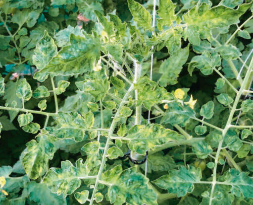 Neues Risiko „Jordan-Virus“ seit November 2019 absicherbar - Gemüse Online