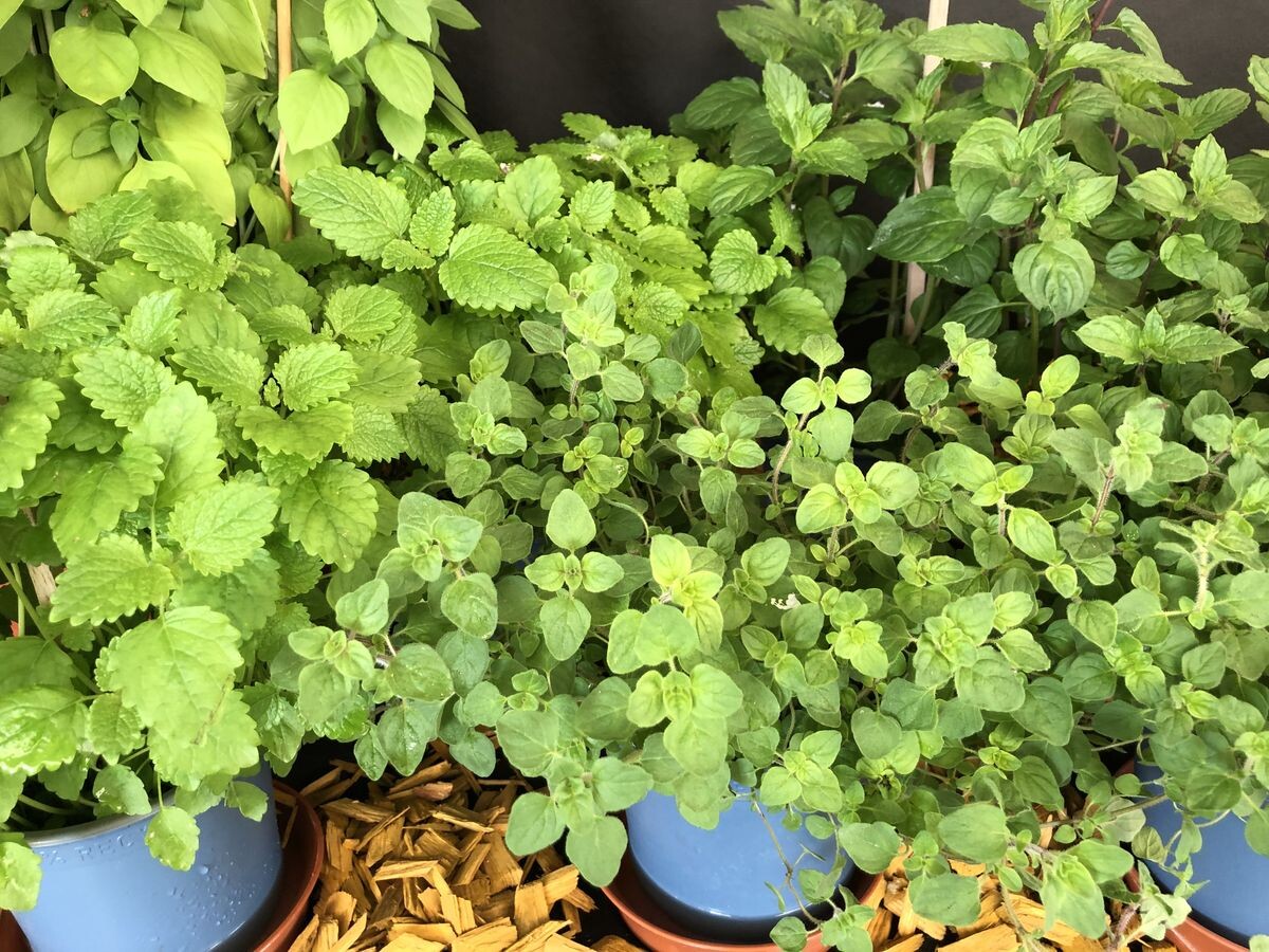 Fonganil Gold – Notfallzulassung gegen Falsche Mehltaupilze an Salat ...