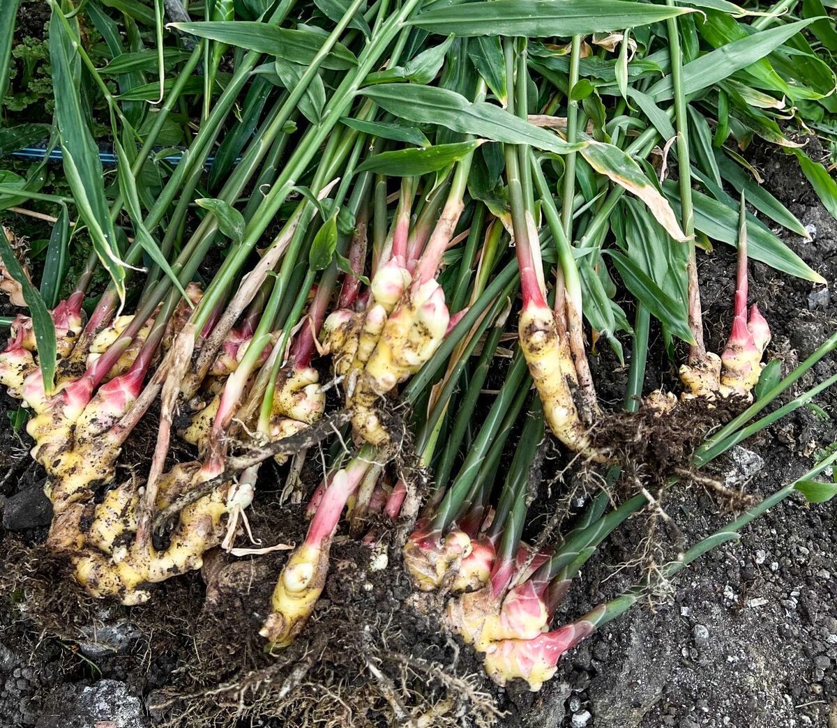 Der Sommer geht - frischer Bio-Ingwer von der Insel Reichenau kommt ...