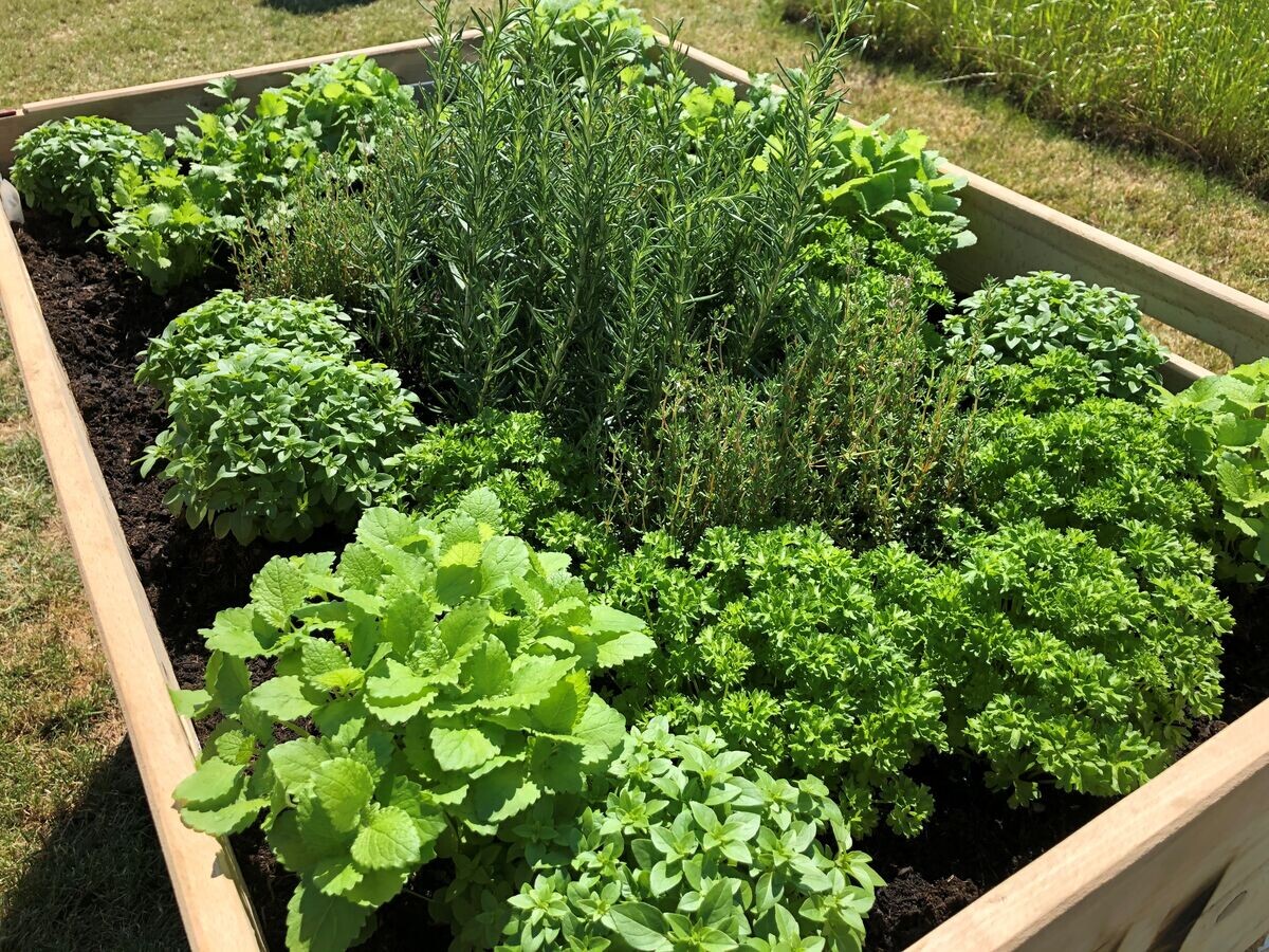 Notfallzulassung für Fonganil Gold gegen Falscher Mehltau an Frischen ...